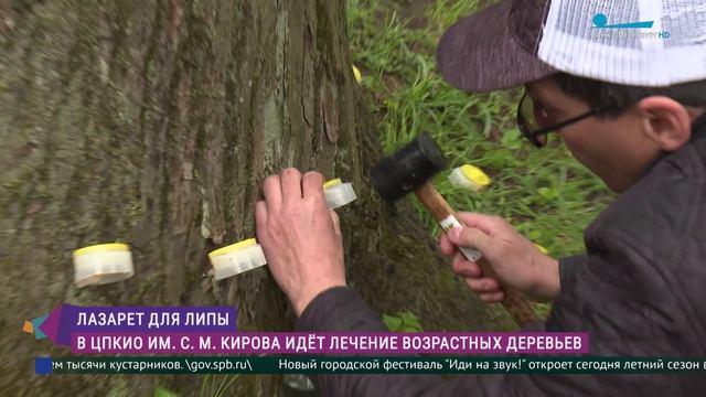 Лазарет для липы. Как на Елагином острове лечат старые деревья