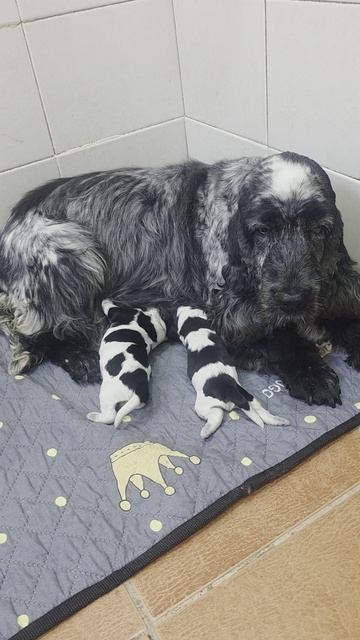 Щенки Английского кокер-спаниеля, рождение 12.05.2025