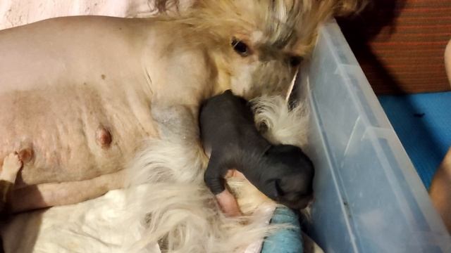 Щенки китайской хохлатой (3дн.)