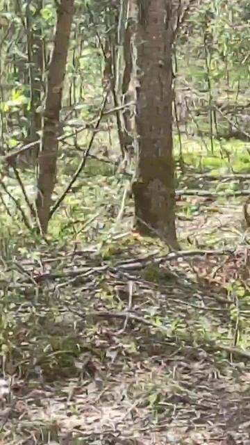 Птица в лесу