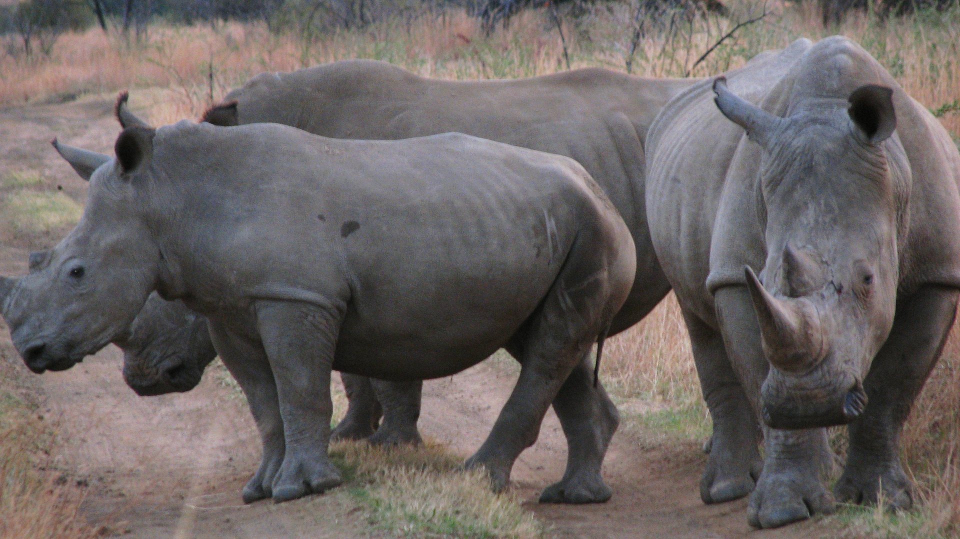 НАЦИОНАЛЬНЫЙ ПАРК ПИЛАНЕСБЕРГ