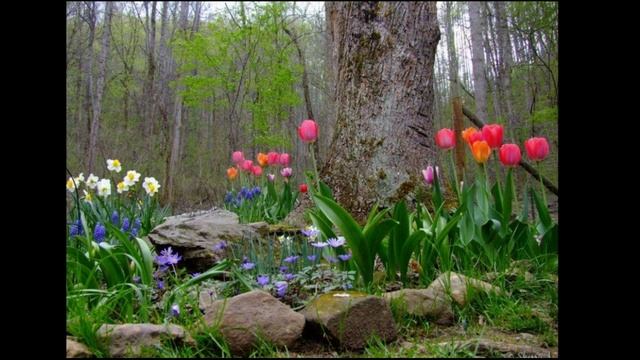 Сажая тюльпаны...Лидия Григорьева.