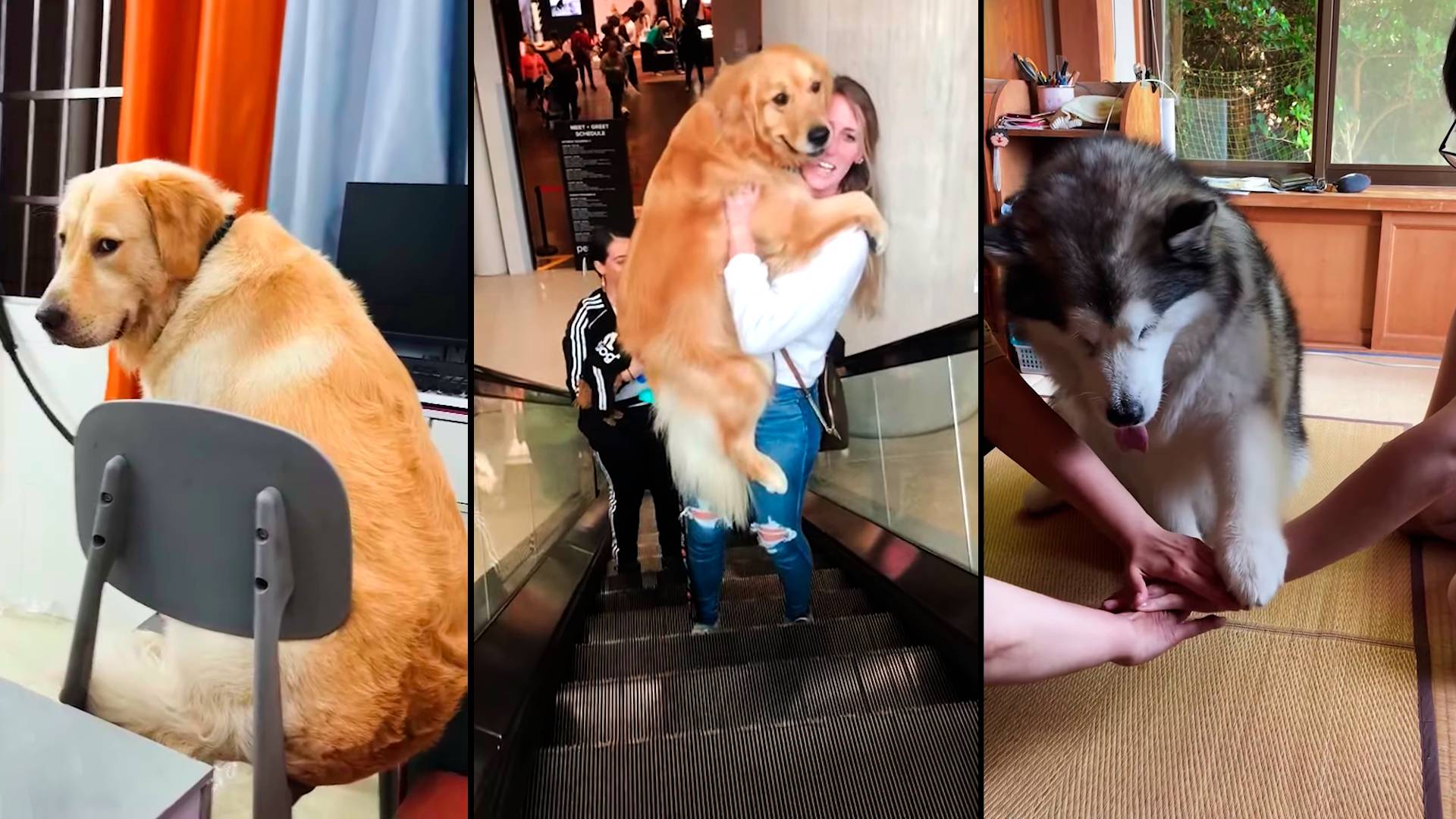 Большая собака - большое веселье