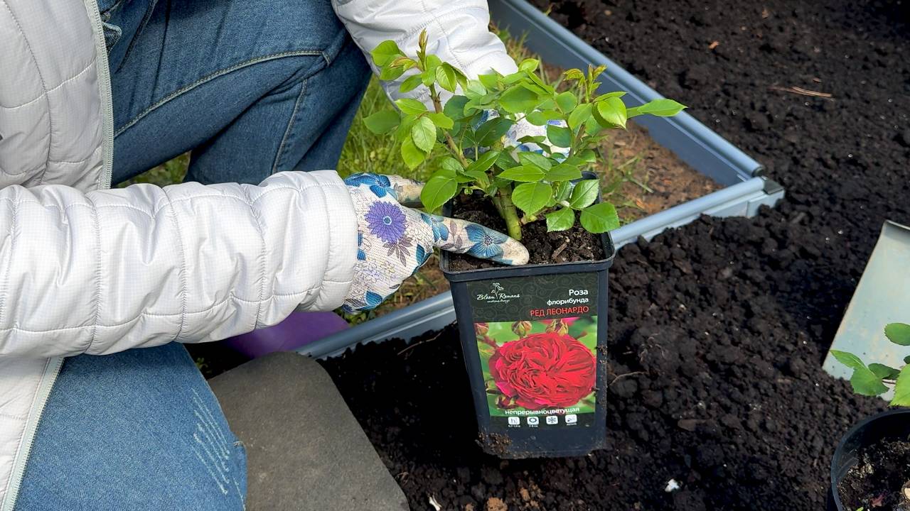 Посадка роз на подготовленное место.