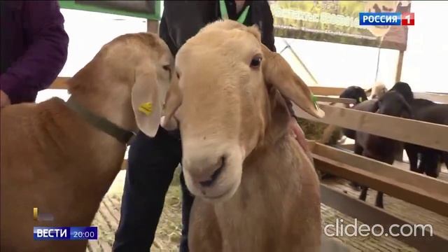 Российская выставка племенных овец и коз в Дагестане