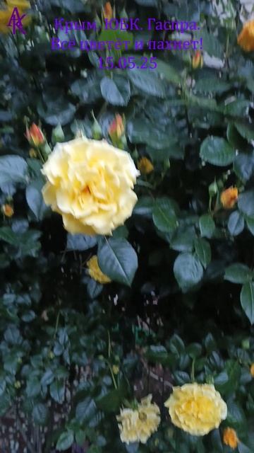 Крым. ЮБК. Гаспра. Всё цветёт и пахнет. 15.05.25  #андрейкрымский #артемийкрым #андрейлилия #гаспра