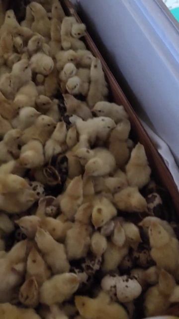 Очередной вылуп перепелочек