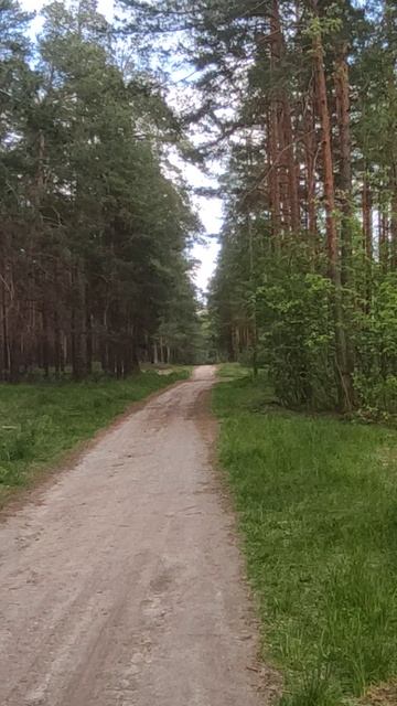 Кукушка в весеннем майском лесу