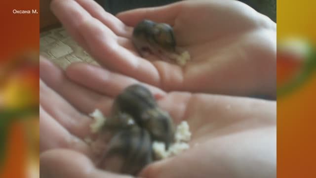 У нас жили когда-то хомячки.mp4