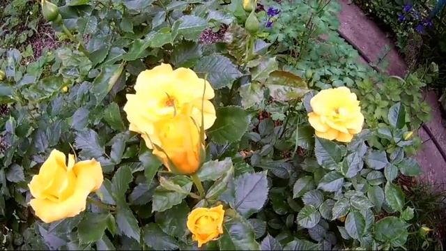 2018 май Цветы и ягодки на хатке