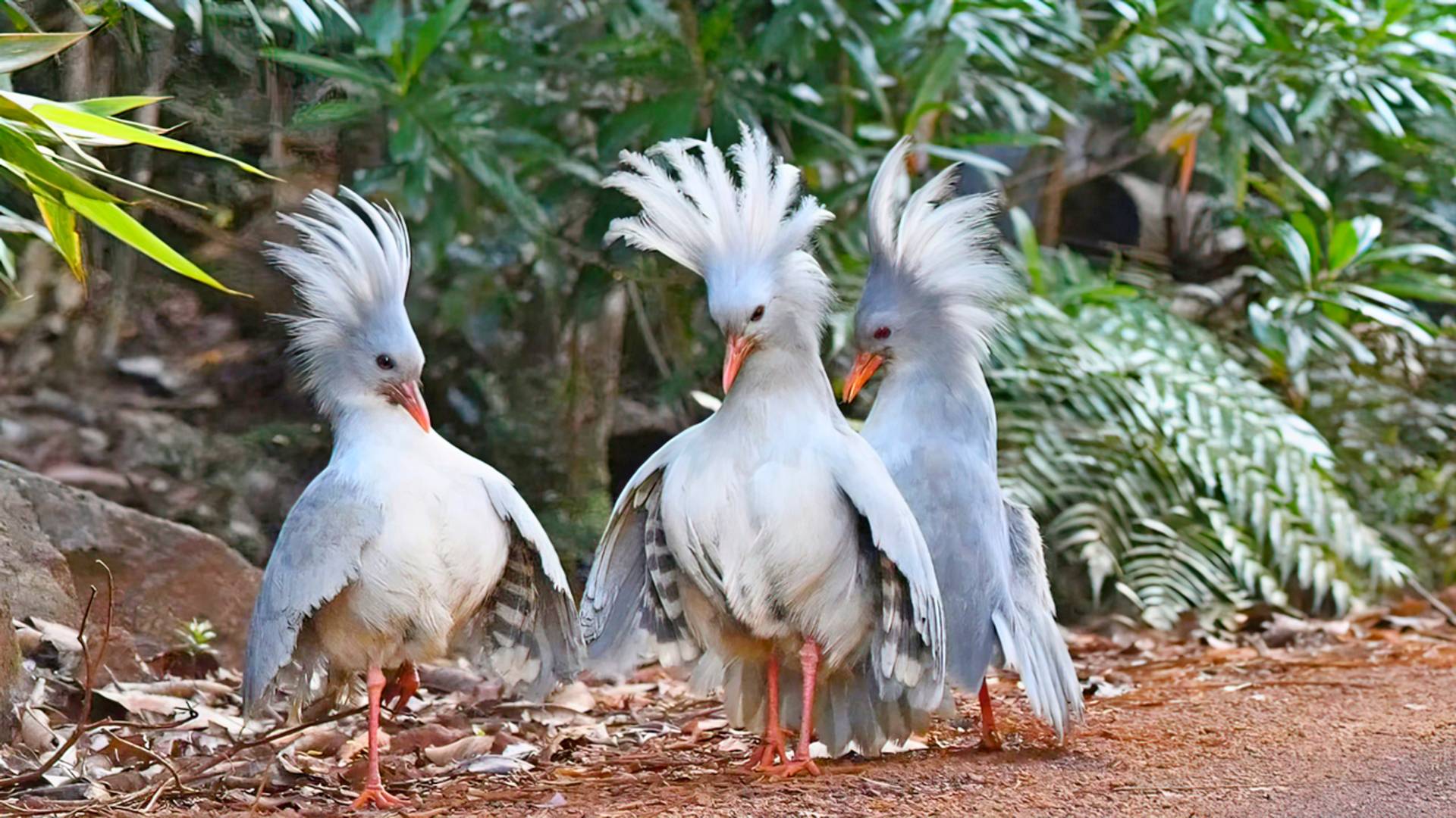 Уникальная птица,которая лает, как собака и не умеет летать!