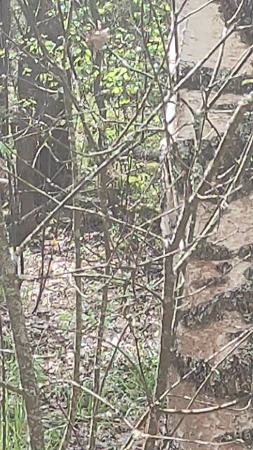 Птица на дереве в лесу