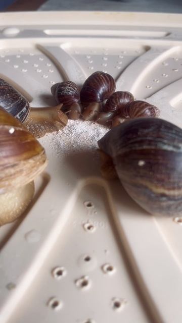 Улиточки и подкормка