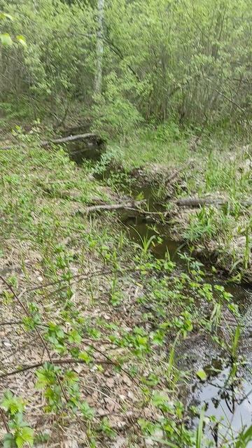 Весенний майский лес