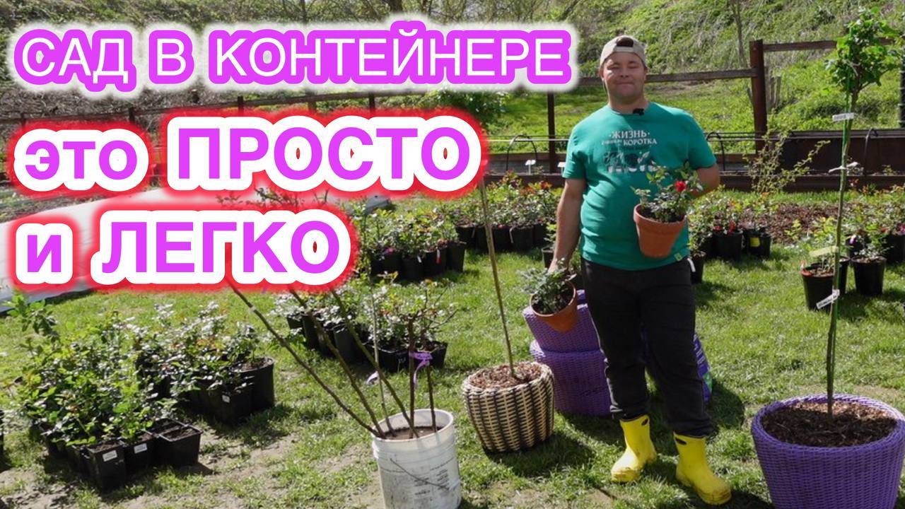 РОЗА И ЕЁ СВИТА | или как организовать правильную посадку роз в кашпо!