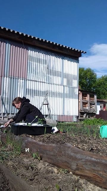 Сажаем огурцы вместе