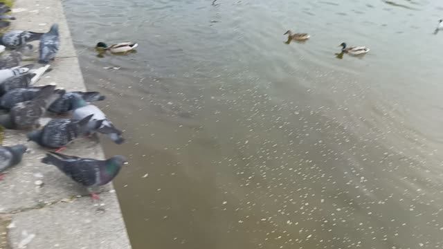 Птички и рыбки - снято на BL7000 - продолжение следует... выложено без обработки