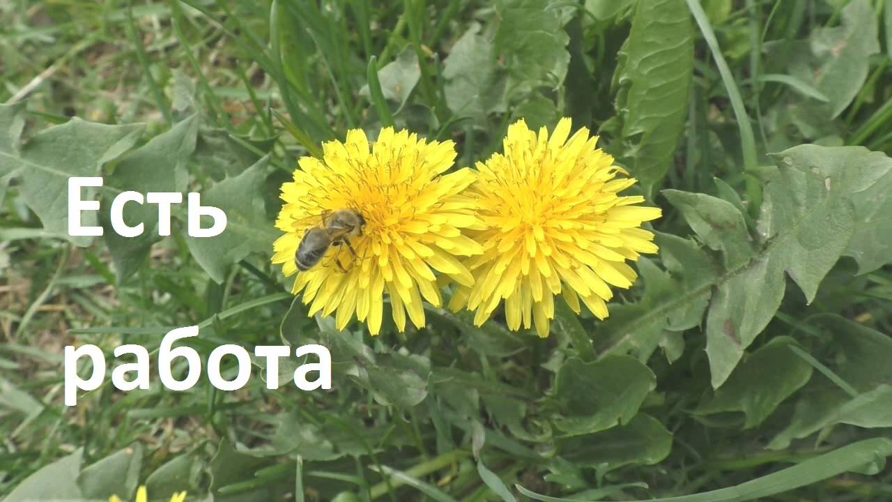Май Медоносит одуванчик