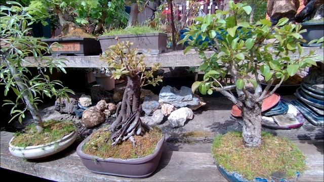 Бонсай вот такая весна музыка 2025 год Yello (Touch Yello)  Till Tomorrow (feat.Til -Brönner) Smoke