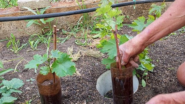 Хорошый способ посадки винограда.