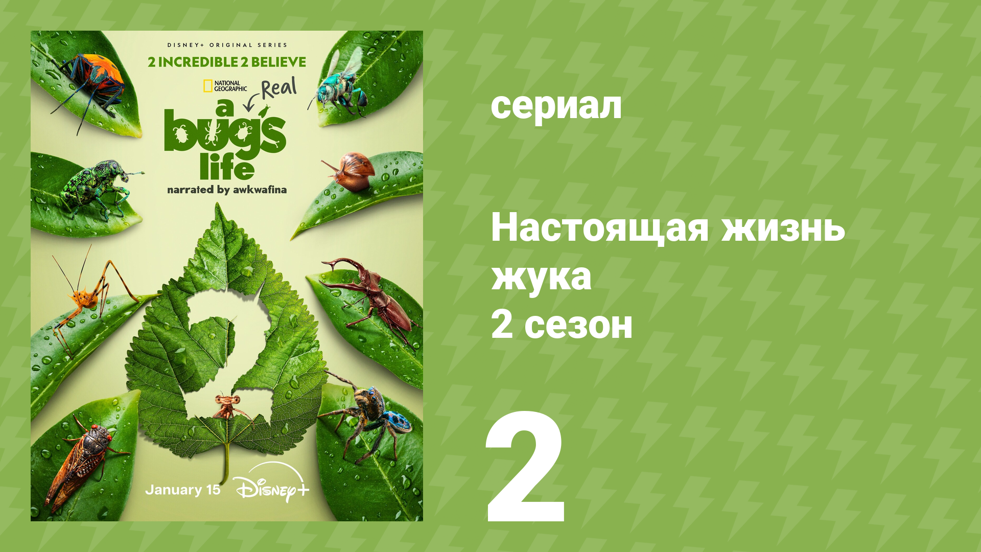 Настоящая жизнь жука 2 сезон 2 серия «Жизнь на пляже» (документальный сериал, 2025)
