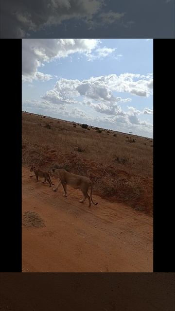 Сафари Tsavo парк Кения