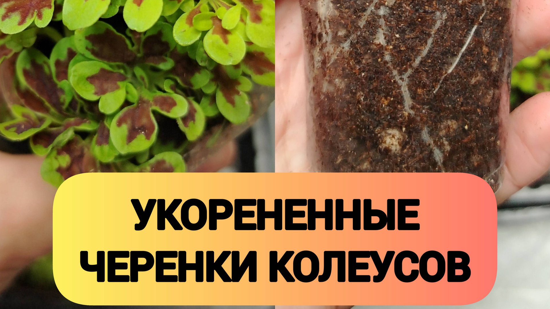 УКОРЕНЕННЫЕ ЧЕРЕНКИ КОЛЕУСОВ