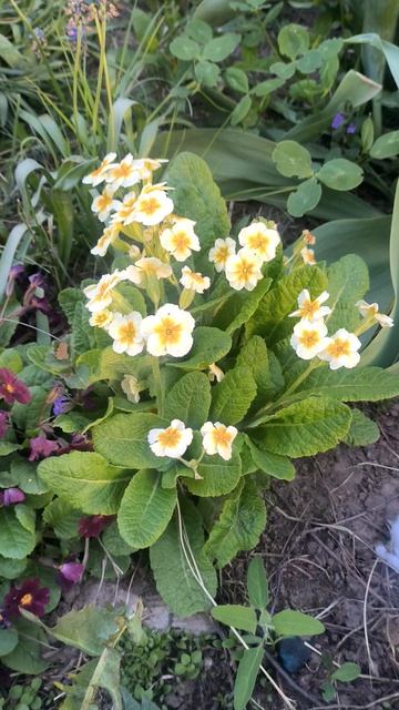 Белые цветочки