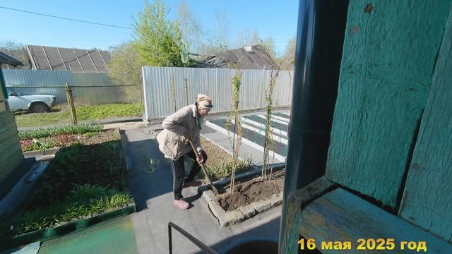 7 соток. Освобождаю малинник от поросли. Хроника 16 мая 2025 год
