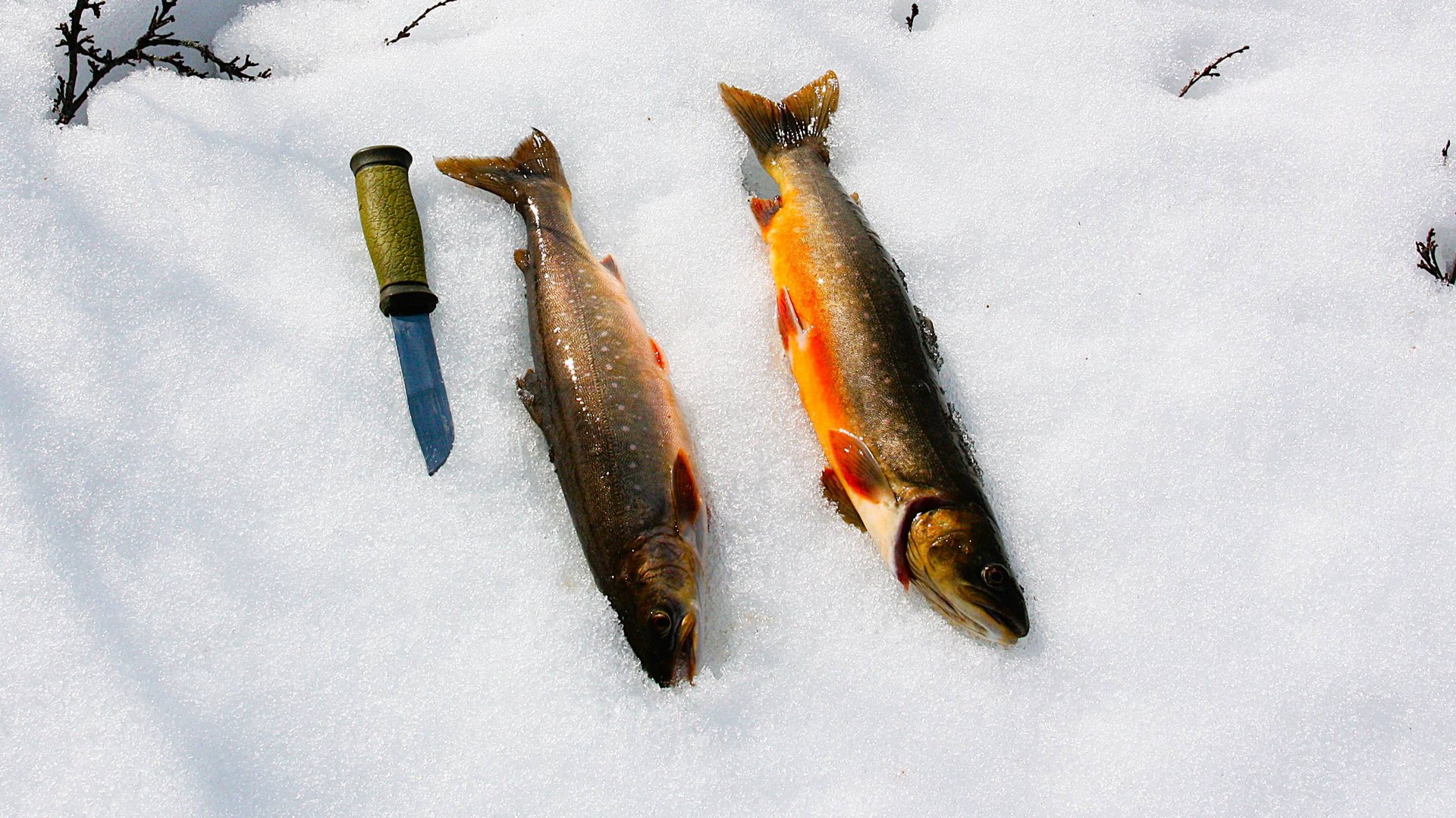 Озеро ЛАПОТЬ. Есть ли РЫБА? Лёд есть. 15 мая 2025.