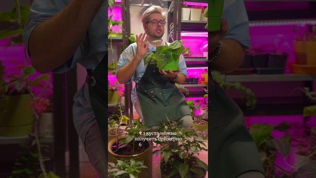 ОГУРЕЦ ЛУХОВИЦКИЙ