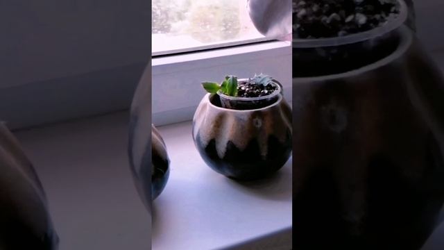 Как профессионал пересаживает шлюмбергеры: лучшие практики и секреты успеха🌺🌟🪴#gardening #repotti