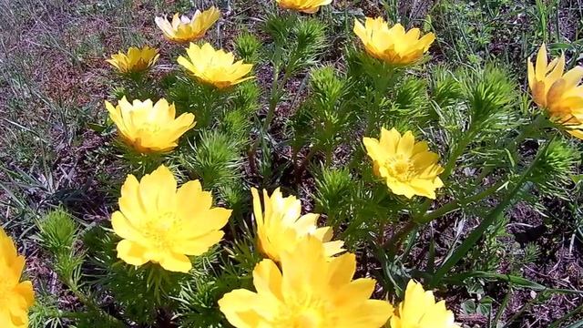 2018 апрель Цветут лазорики на Ставрополье