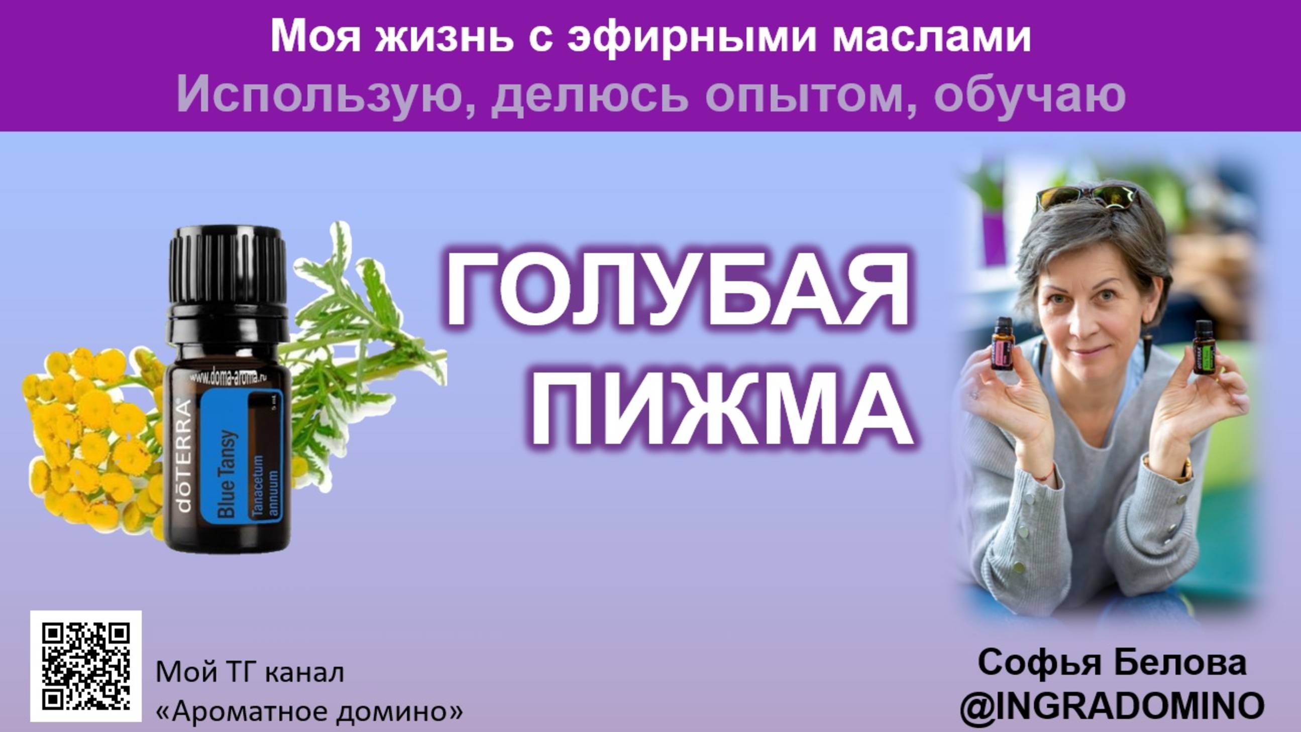 Голубая пижма