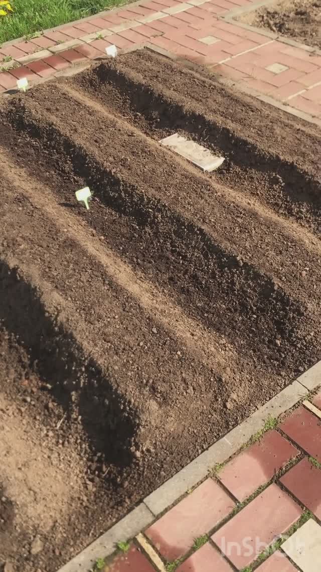 Весна пришла моркови
Быть
Уже пора ее открыть
На тёплой грядке не забыть.