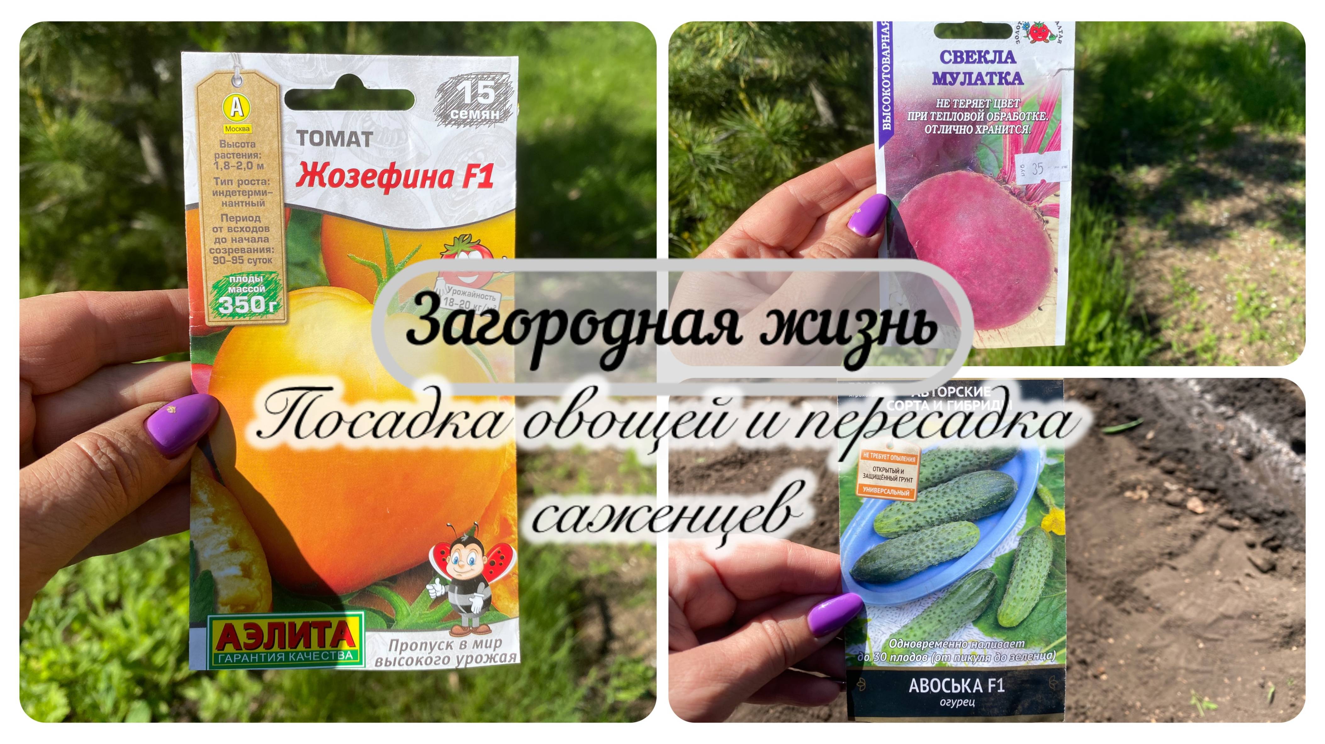 Дачные Будни 🏡 Высадка овощей в грунт 🥒🫜 Цветущий сад 💜 Май, 2025