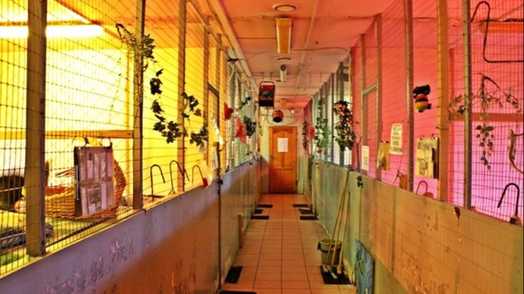 Приют РЖЕВКА) Ваши животные ждут вас!