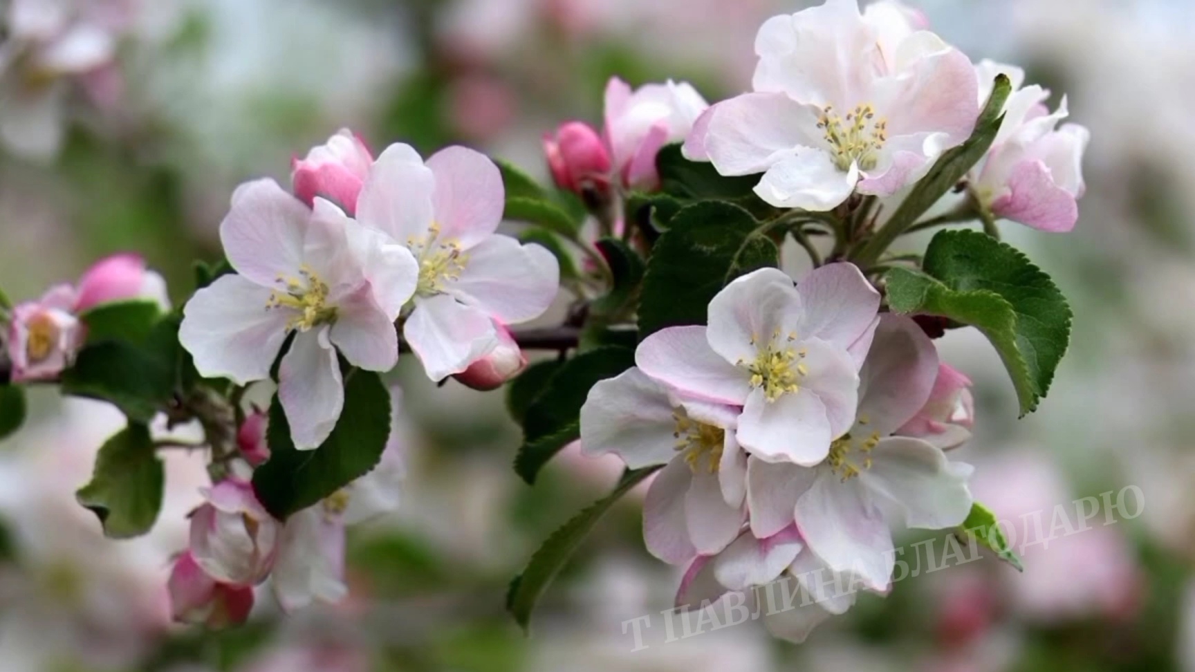 Пение птиц.Яблони в цвету Виолы первоцвет,незабудки...