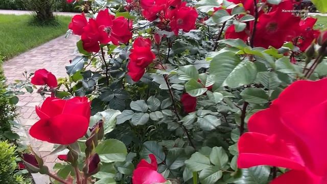 Розы в парке. Потрясающая песня