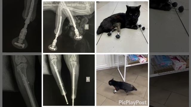 Как животные привыкают к протезам