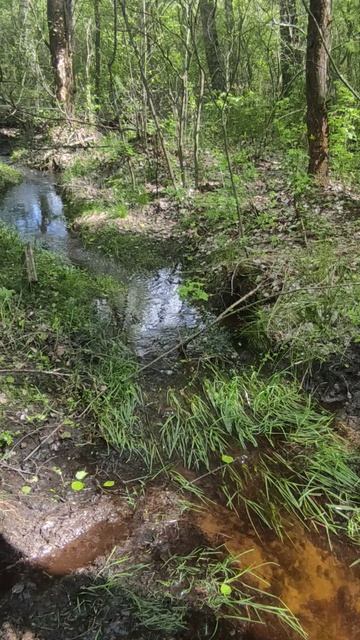 Весенний майский лес