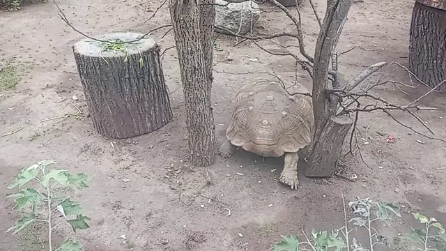 Беззаботная жизнь черепах.