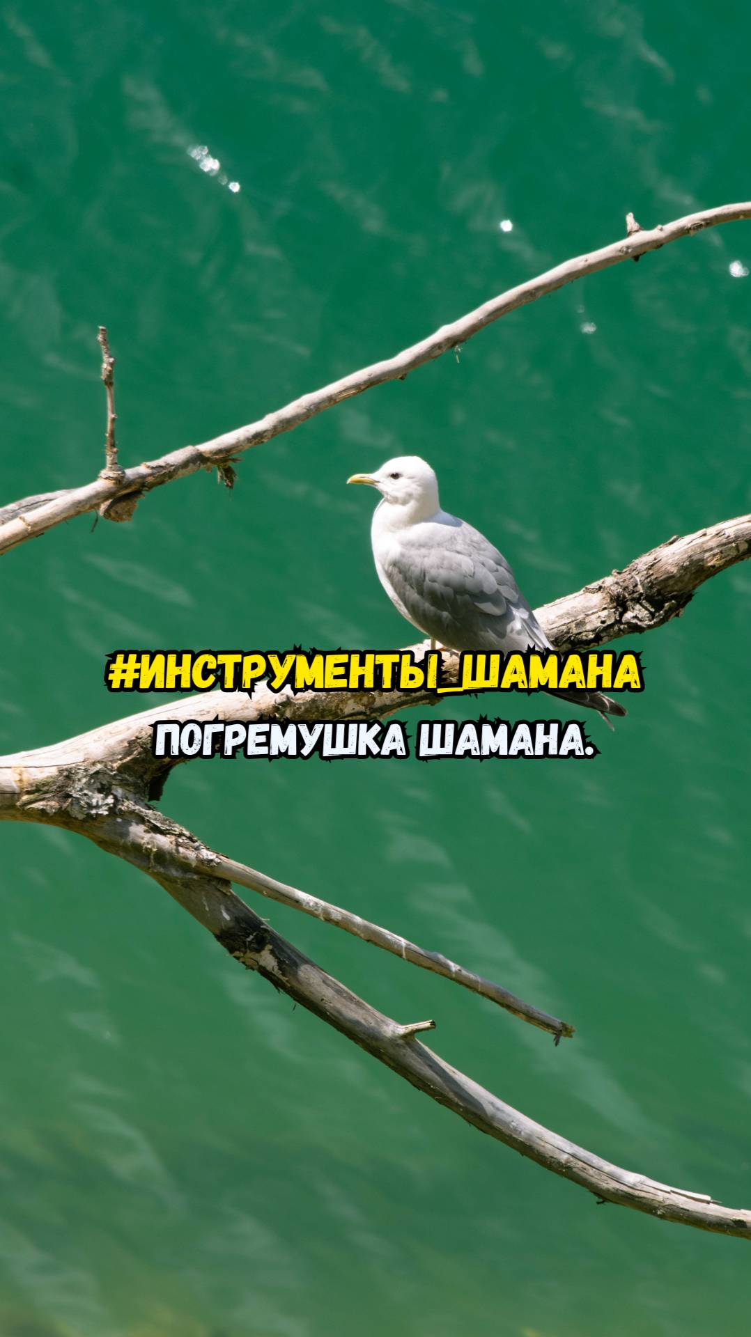 Погремушка шамана.