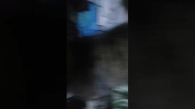 КОТ ВАСИК ПРЫГАЕТ СВЕРХУ И ДРУГИЕ КОШКИ video_2025-05-16_14-58-06