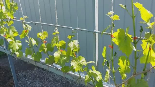 Подвязываем виноград. Высаживаем остатки рассады.