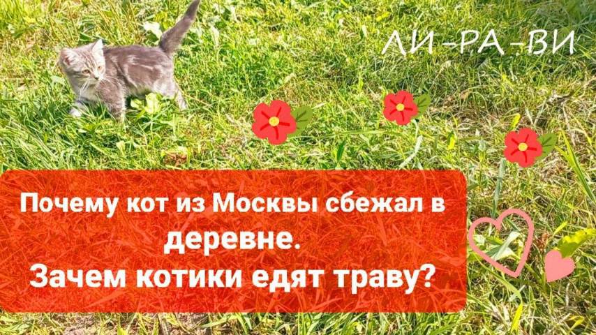 Зачем котики едят траву?😺 Кот из Москвы сбежал в деревне,почему?😺😺😺