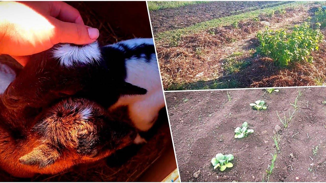 Апрельские ОКОЗЫ 🐐 НАЧАЛИСЬ 😃. Занимаюсь огородом 🌱