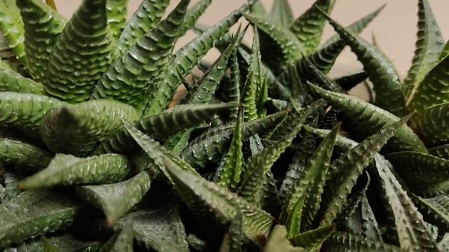 Хавортия лимифолия (Haworthia limifolia) - "звездный" суккулент