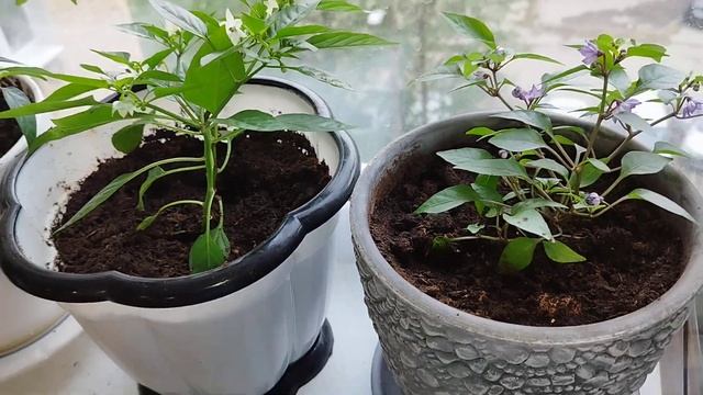 Перец на подоконнике цветение
