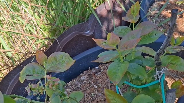 Прогноз урожая голубики 2025